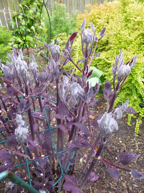 Buying Clematis | Clematis in Seattle