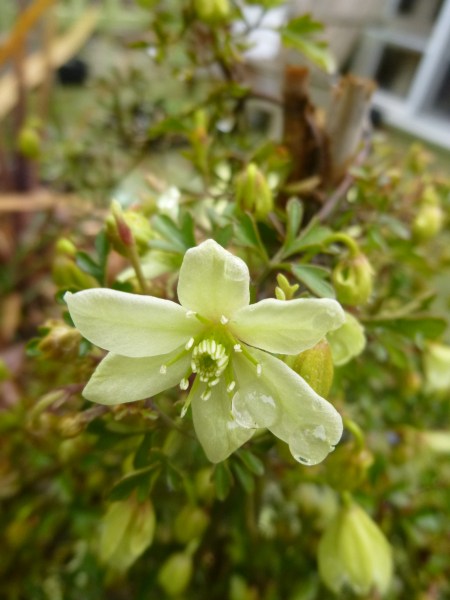 The Race is ON! | Clematis in Seattle