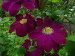 Clematis Cassis | Clematis in Seattle
