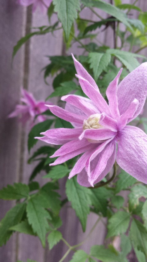 Clematis in Seattle | Page 3