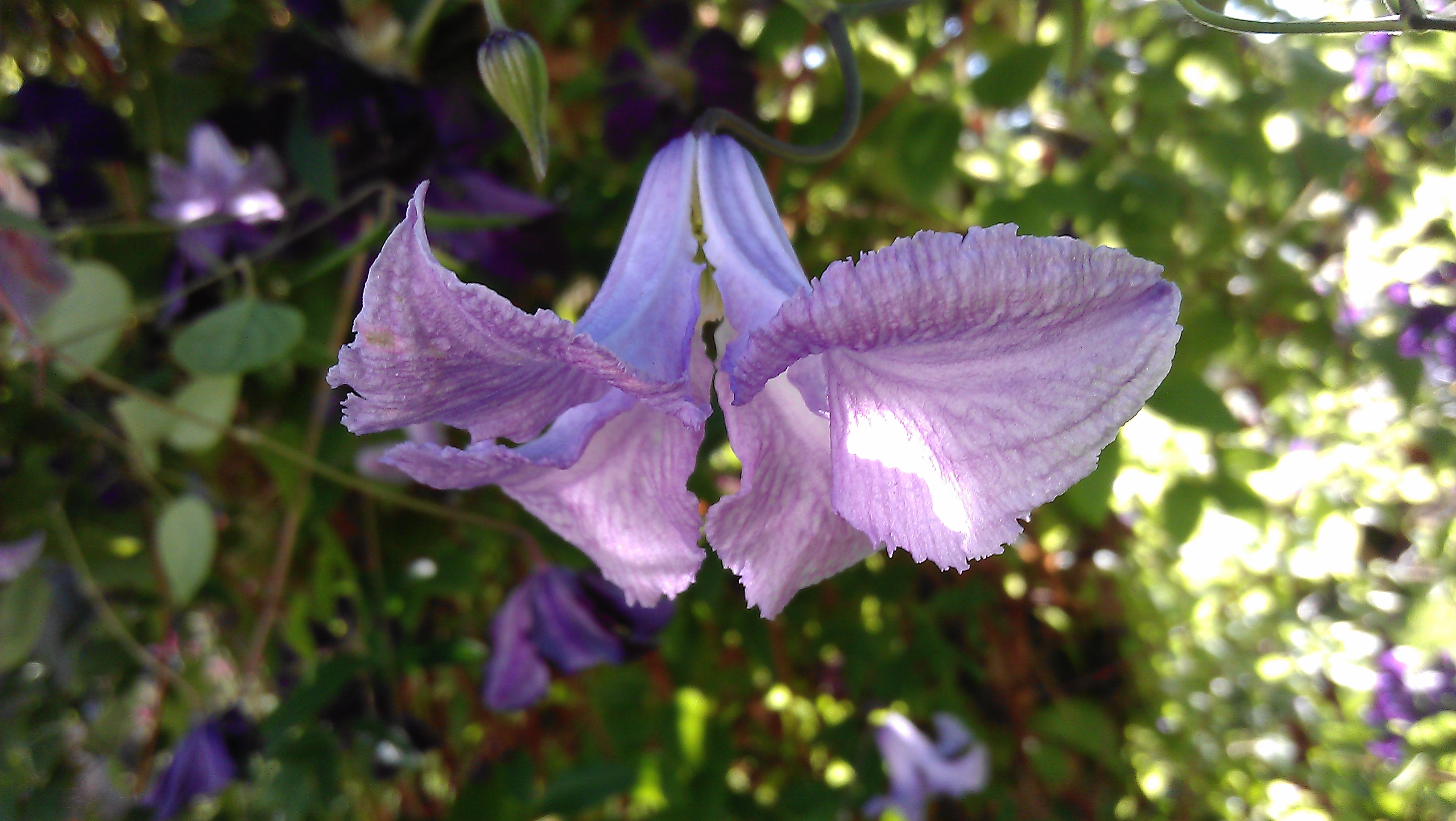 Clematis Bells | Clematis in Seattle
