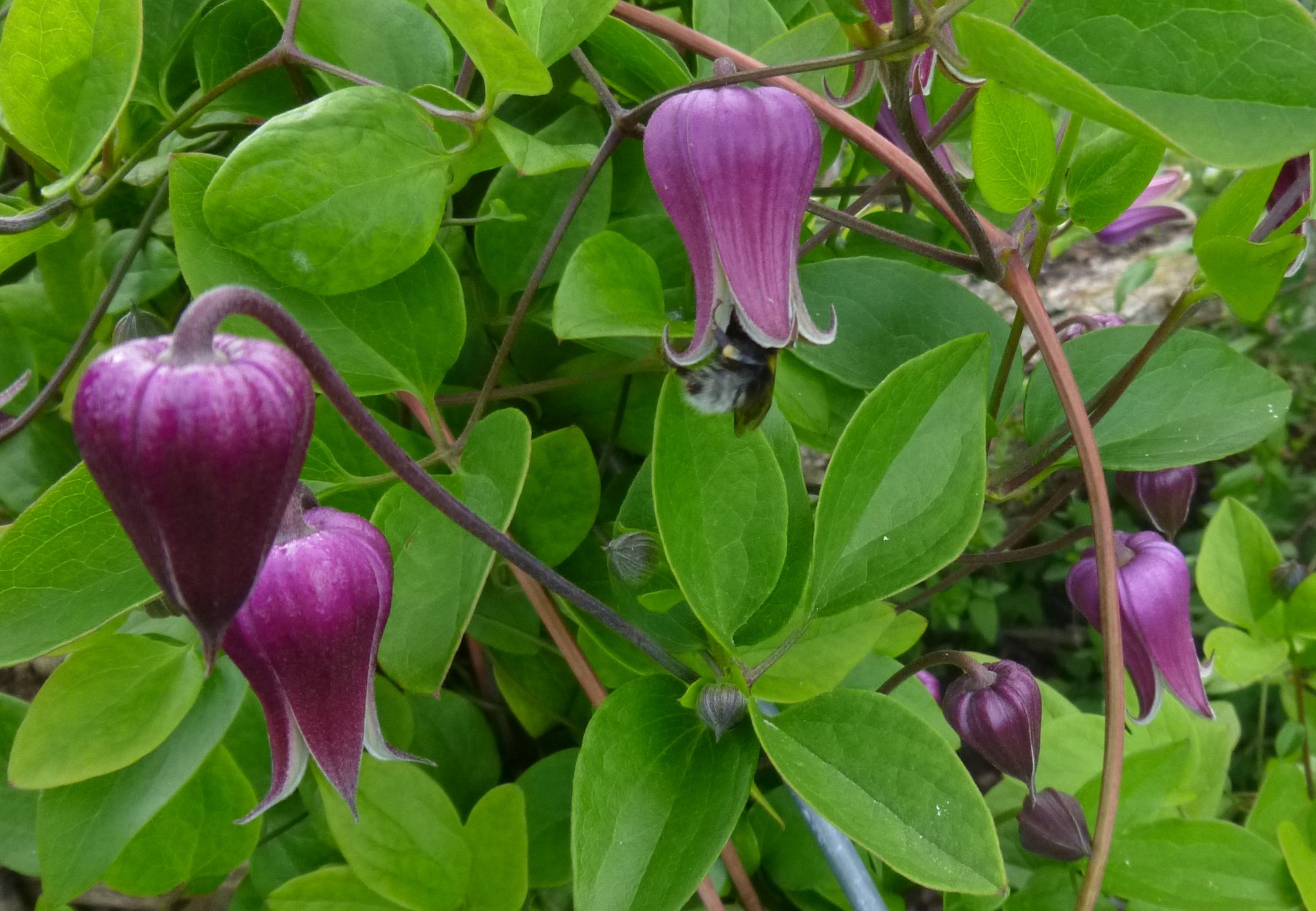 Clematis Bells | Clematis in Seattle