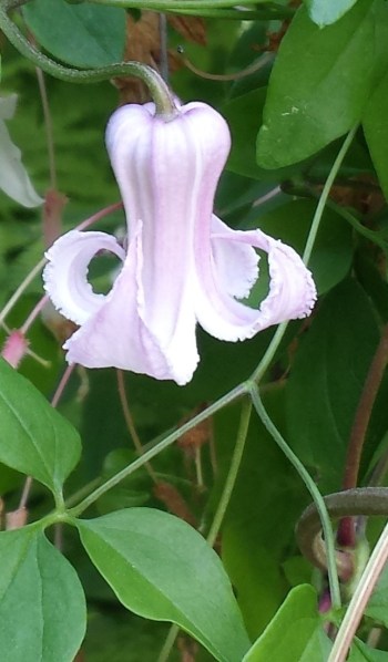 Clematis Bells | Clematis in Seattle