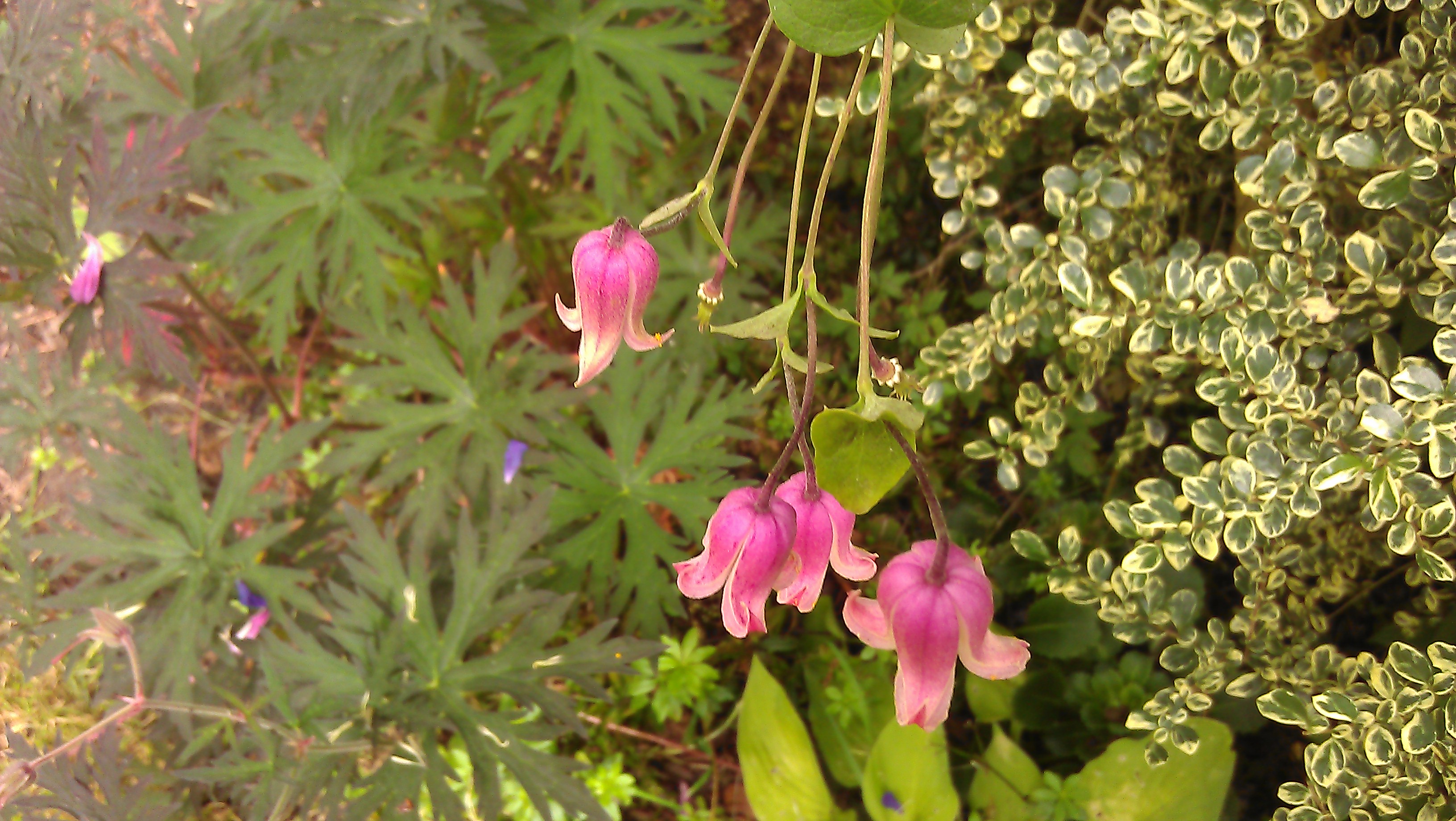 Clematis Bells | Clematis in Seattle