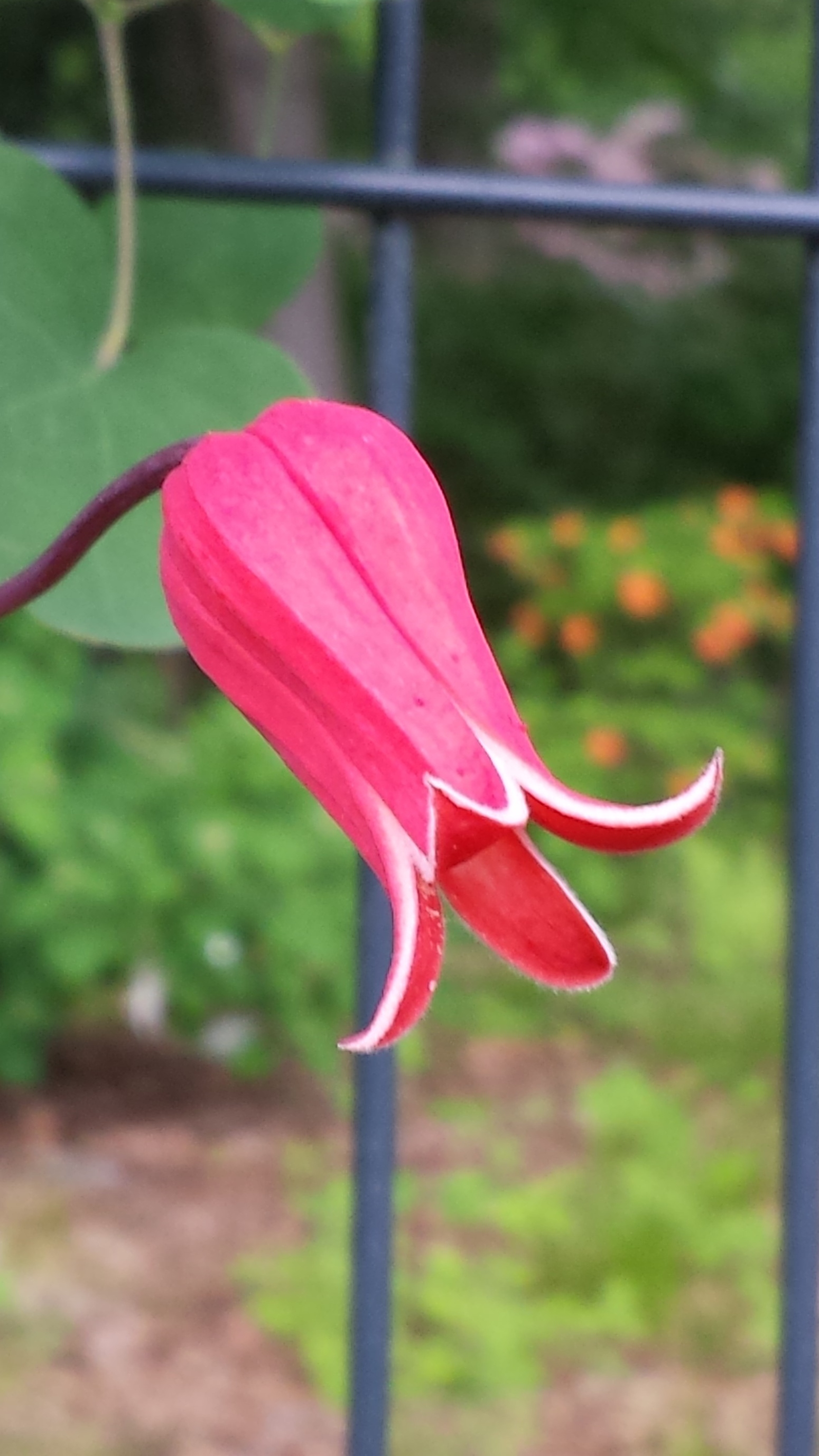 Clematis Bells | Clematis in Seattle