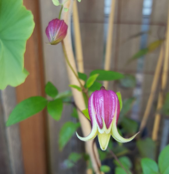 Clematis Bells | Clematis in Seattle
