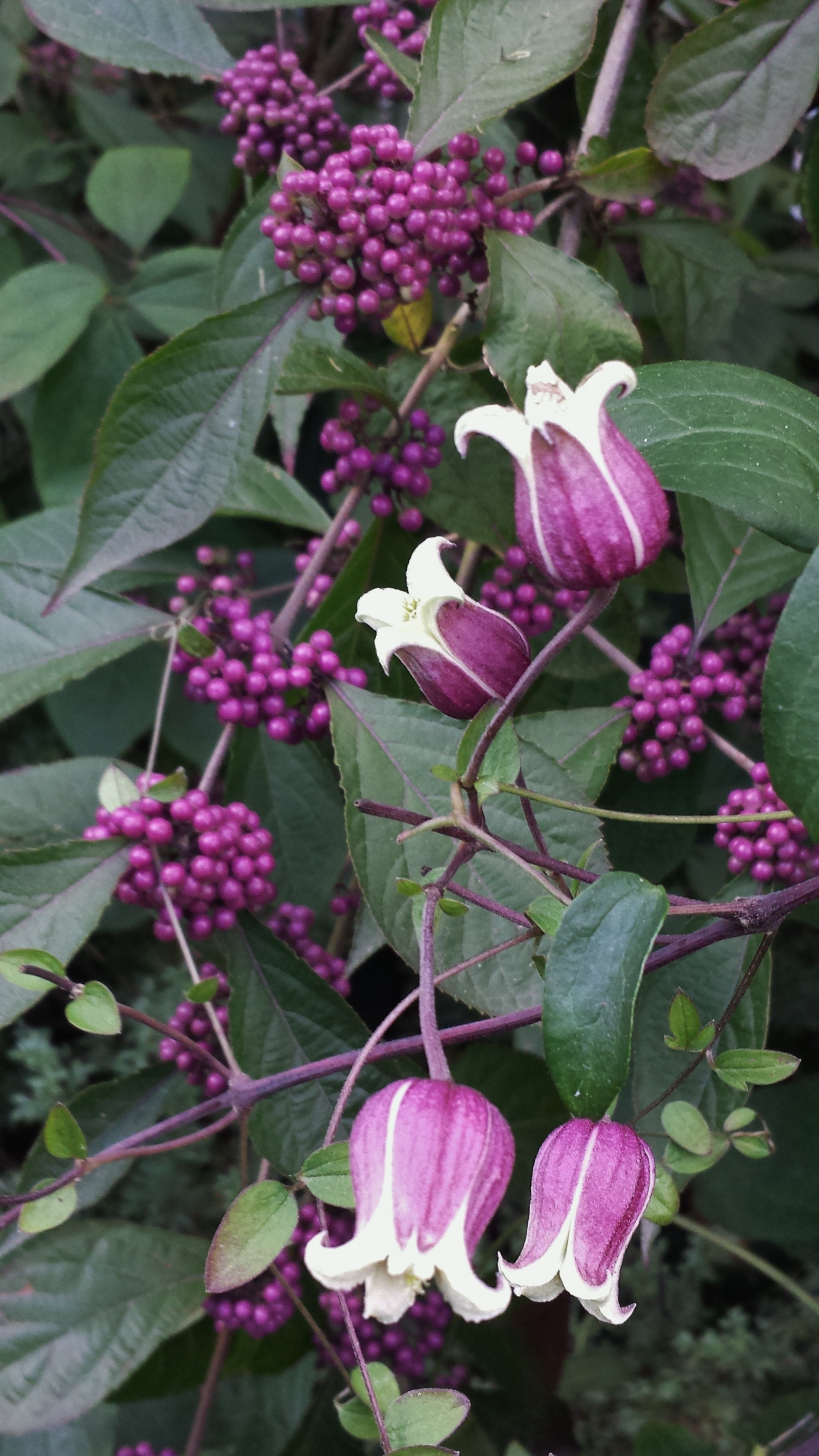 Clematis Bells | Clematis in Seattle