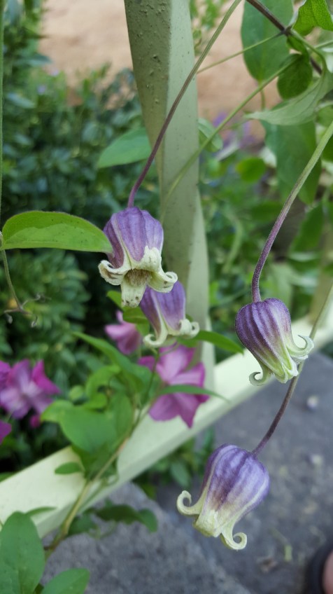Clematis Bells | Clematis in Seattle