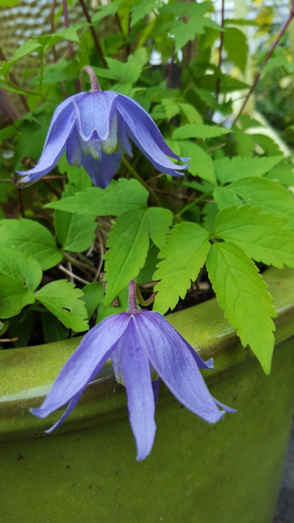 March Clematis of the Month: Clematis macropetala ‘Maidenwell Hall ...