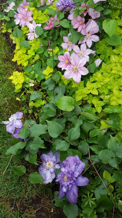 Clematis Utopia | Clematis in Seattle