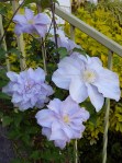 Clematis Utopia | Clematis in Seattle