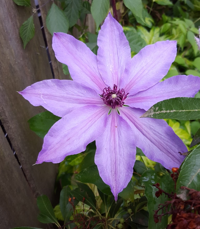 Clematis Utopia | Clematis in Seattle
