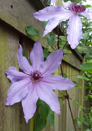 Clematis Utopia | Clematis in Seattle