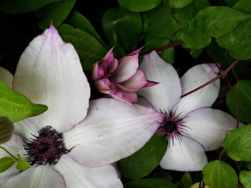 Clematis recta Purpurea | Clematis in Seattle