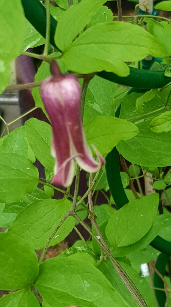 Clematis recta Purpurea | Clematis in Seattle