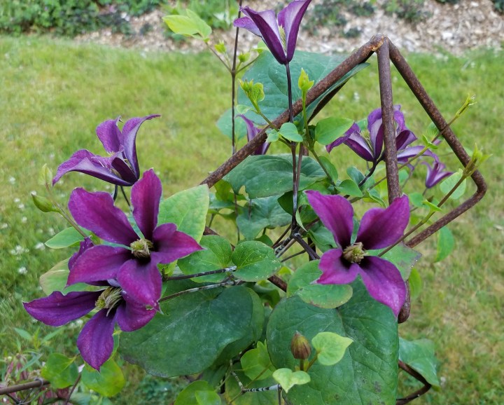 Clematis recta Purpurea | Clematis in Seattle
