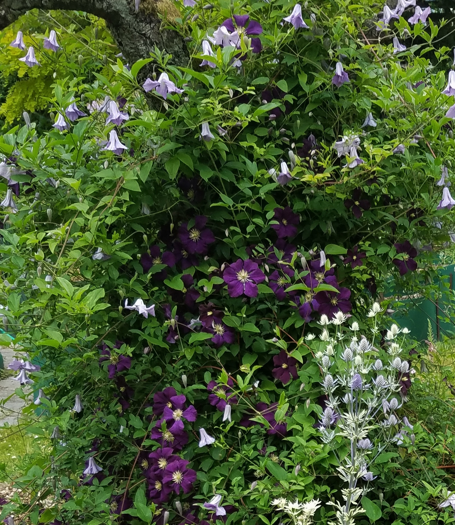 Clematis recta Purpurea | Clematis in Seattle