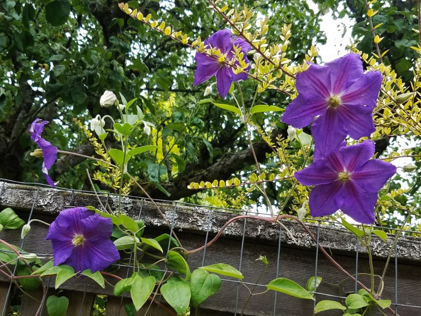 Clematis recta Purpurea | Clematis in Seattle