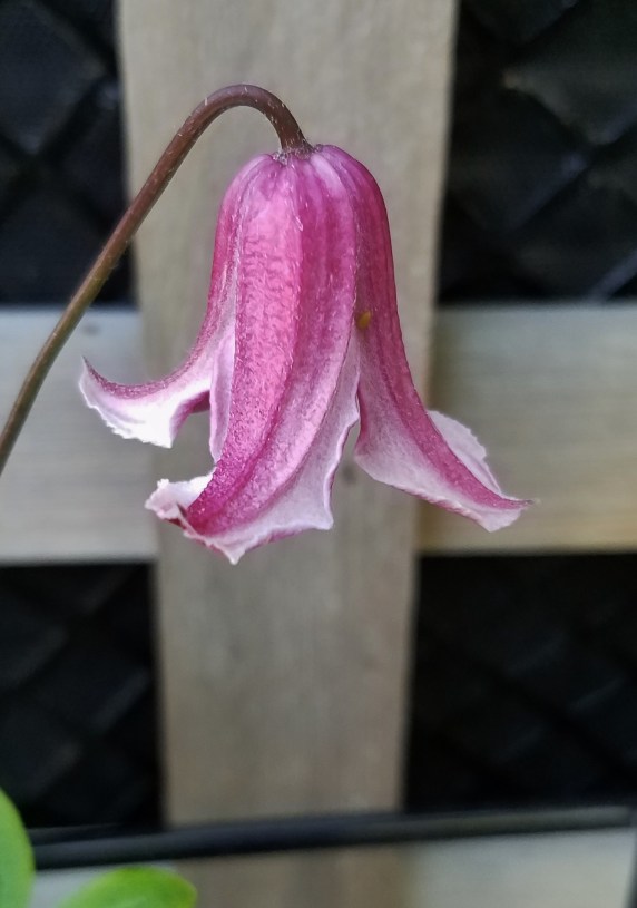 Clematis recta Purpurea | Clematis in Seattle