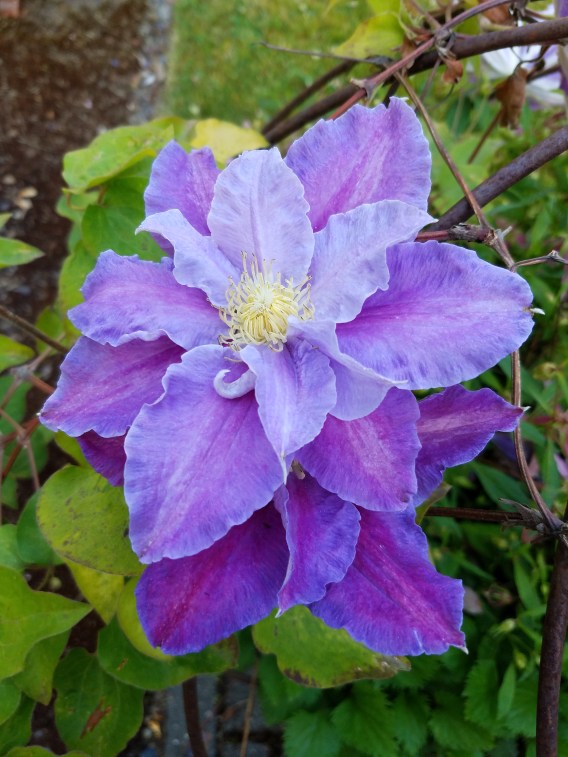 Clematis recta Purpurea | Clematis in Seattle